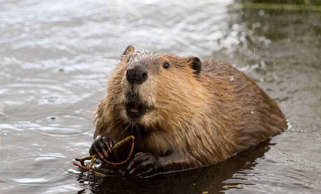 The benefits of beavers | One Earth